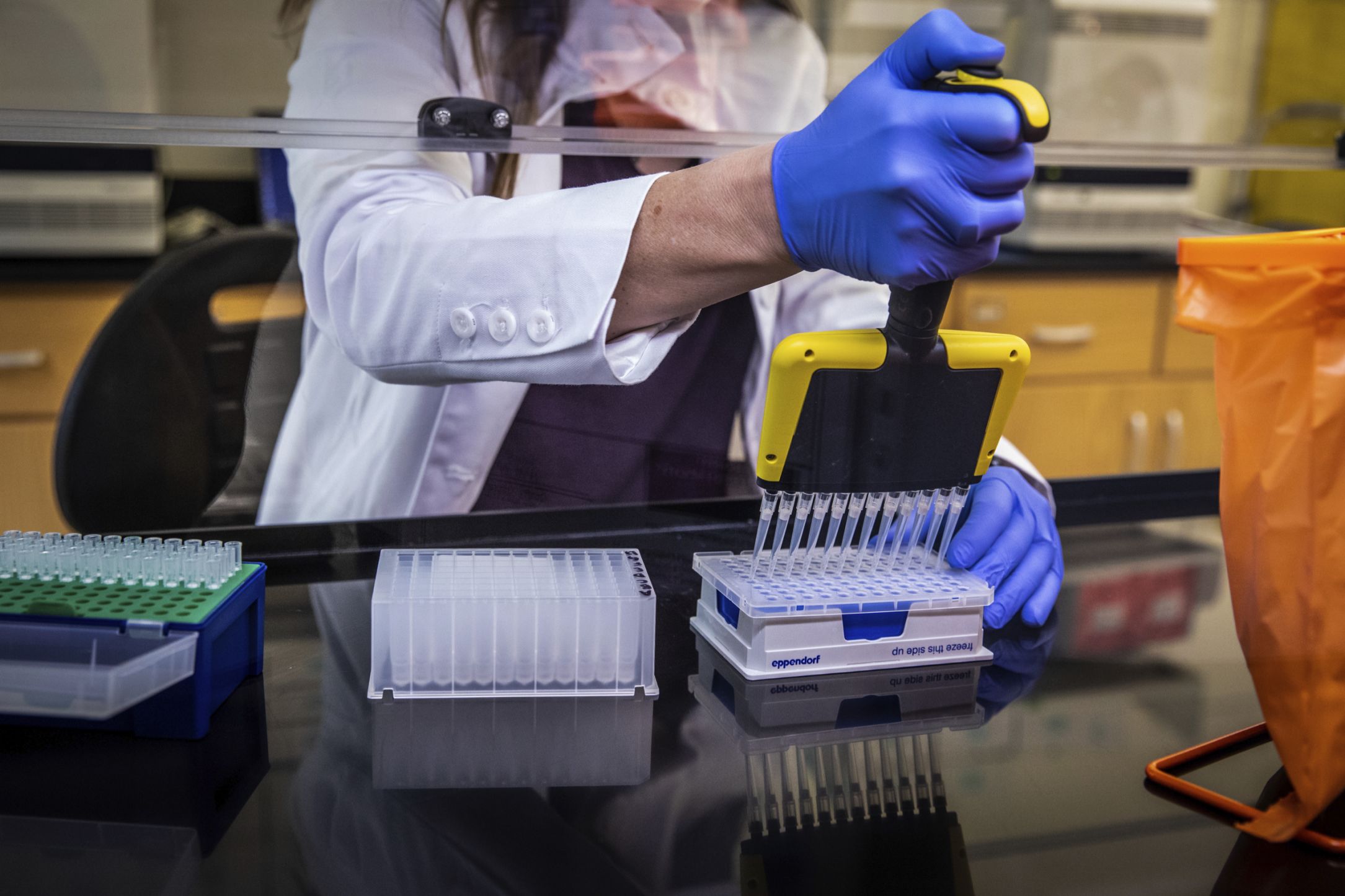 Inside the Sewanee Molecular Diagnostics Laboratory